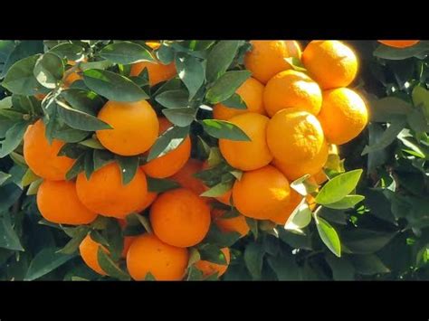 Февраль- апельсиновый рай - YouTube