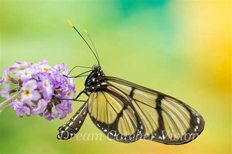 Giant Glasswing Butterfly Photography Instant Digital Download Home