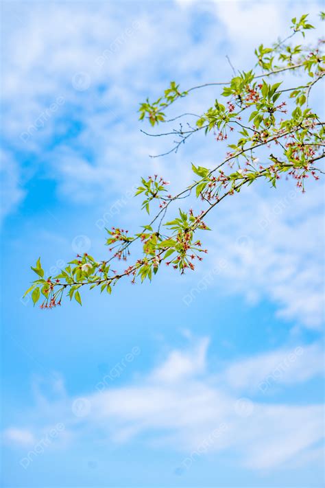 여 린 잎 나뭇가지 푸 른 하늘 흰 구름 하늘 배경 연한 잎 작은 가지 푸른 하늘과 흰 구름 배경 일러스트 및 사진 무료 다운로드 Pngtree