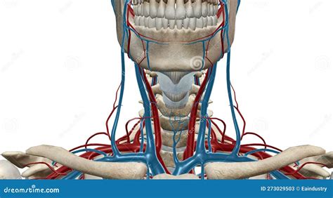 The Carotid Sheath Contains The Common And Internal Carotid Arteries
