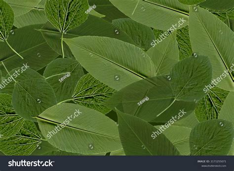 Green Leaf Backdrop Background Design Stock Illustration 2171255071 Shutterstock