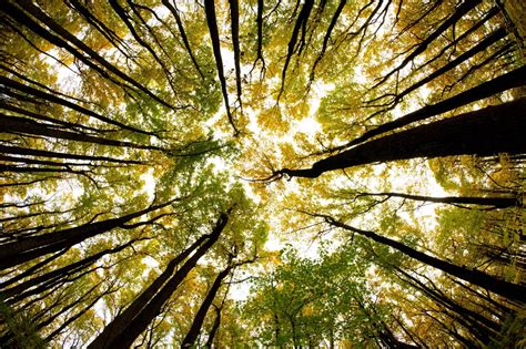 Five Things You Should Know About Trees