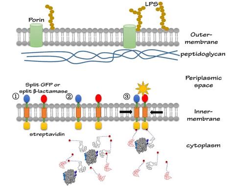 Periplasmic Proteins