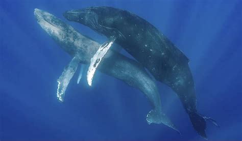 Surprising Sexual Encounter In Humpback Whales X Ray Mag