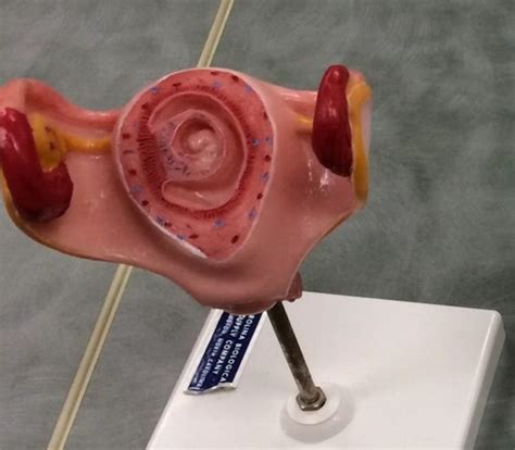 Lab Final Flashcards Quizlet