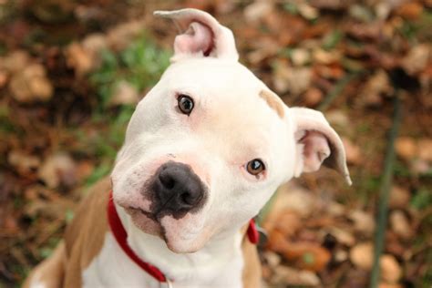 Cute Pitbull Puppy Images
