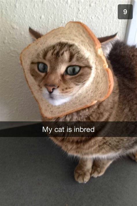 Silly Cats Cartoon Silly Cats Collage Silly Cats Couple Pfp Silly