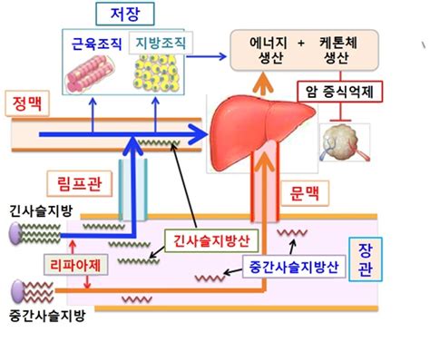 중간사슬중쇄 지방산 중성지방이란 네이버 블로그