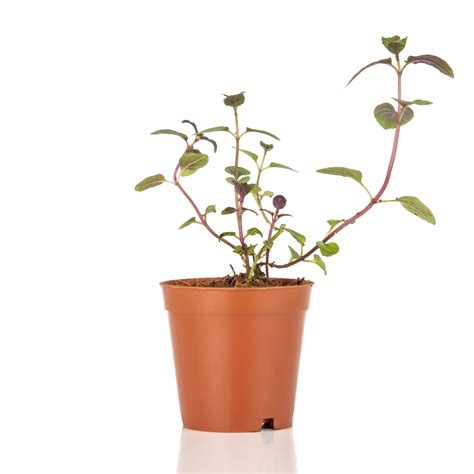 Tıbbi Nane Fidesi Viyolde