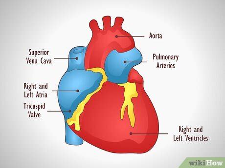 A Drawing Of A Heart