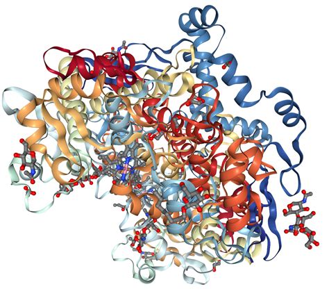 Cyclooxygenase 2 Cox 2 Protein Overview Sino Biological