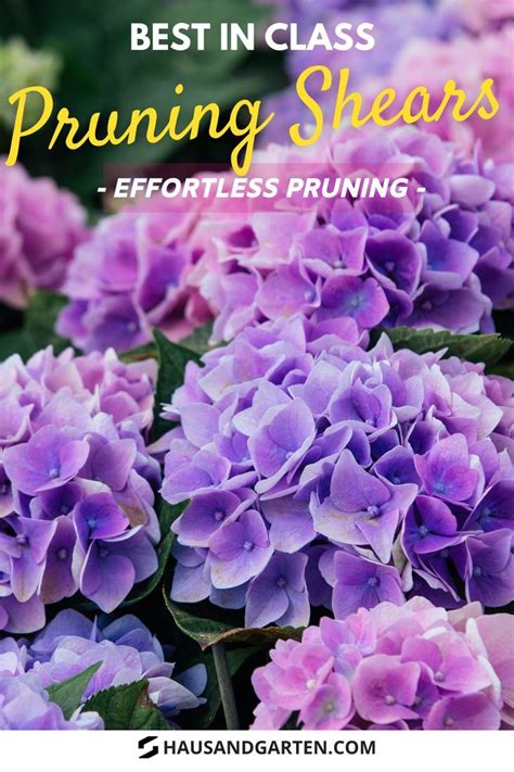 Prune Hydrangeas Effortlessly With The Best Garden Pruning Scissors