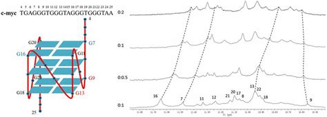 The Schematic Illustration Of The C Myc G Quadruplex Left And The Download Scientific