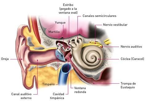 Anatomía Del Oído Interno Humano
