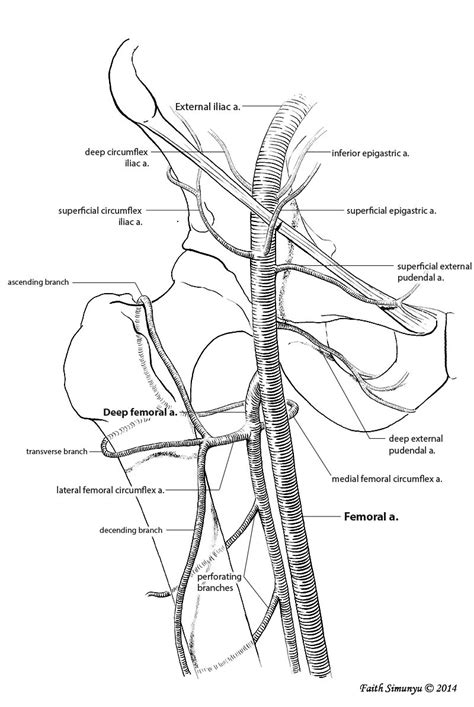 Femoral Artery Diagram