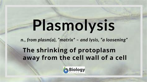 Plasmolysis Definition And Examples Biology Online Dictionary