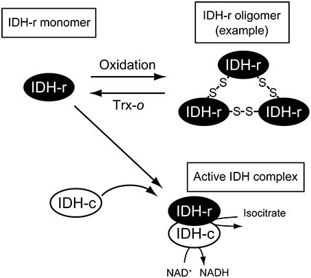 Possible Scheme Of IDH Redox Regulation IDH R Forms Oligomer Mediated Download Scientific