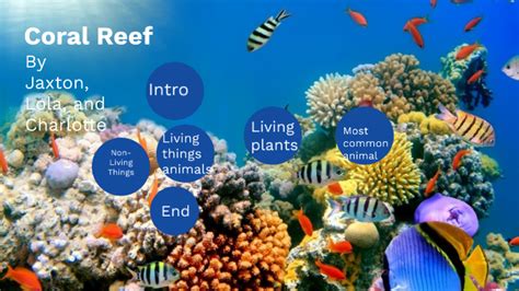 Coral Reef By Jaxton Winiarski On Prezi