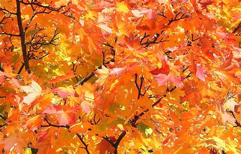 배경 화면 이파리 검은 분기 주황색 금 봄 가을 Colorphotoaward 망할 놈 Ysplix Cherryontop 열정 사진 컴퓨터 벽지