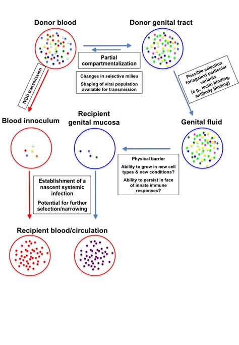 A Schematic Of Some Of The Steps Of Sexual Transmission And IVDU Download Scientific Diagram