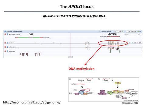 PPT Non Coding Transcription By Alternative RNA Polymerases Regulates Chromatin Loop Dynamics