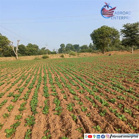 Haresh Chaudhary On Linkedin Hareshchaudhary Hareshabroad Abroadenterprise Mustard