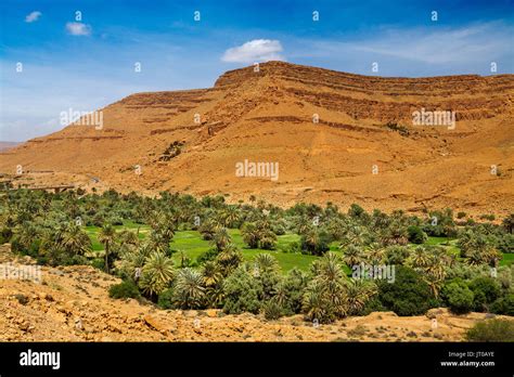 Agriculture Oasis With Palm Trees Ziz Valley Ziz River Tafilalet