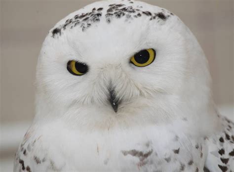 Раненую сову Гарри Поттера спасают в заповеднике в Свердловской области