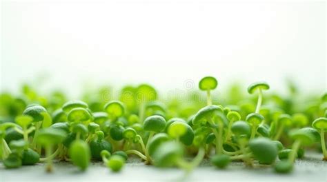 Close Up Of Fresh Green Microgreens On White Background Healthy Eating