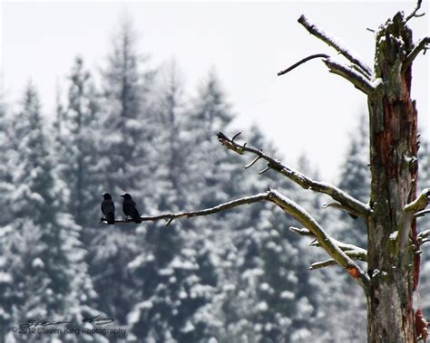 Crow Love Steven King Photography Flickr