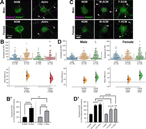 Astrocyte Derived Thrombospondin Induces Cortical Synaptogenesis In A Sex Specific Manner Eneuro