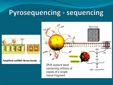 Ppt Pcr Gel Powerpoint Presentation Free Download Id 1604797