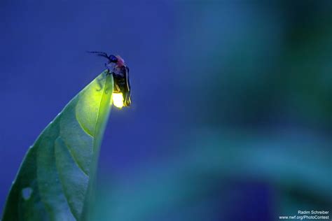 Fireflies The National Wildlife Federation Blog