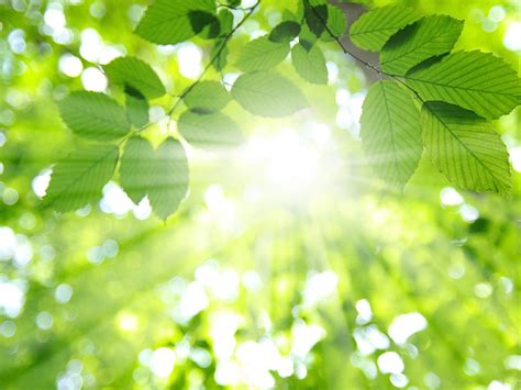 Mongodb Leaf Mongodb Leaf