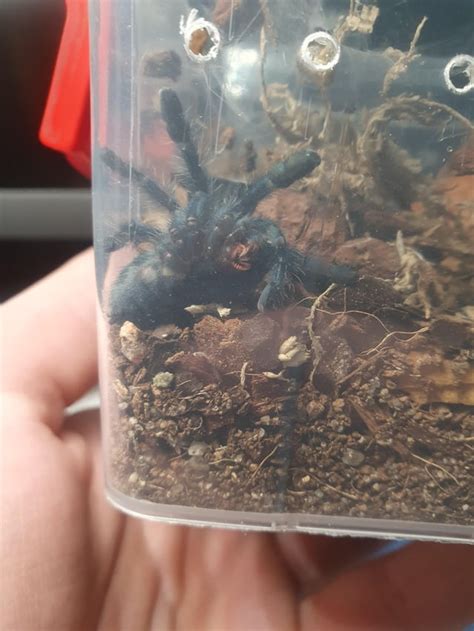 Sex Of My C Versicolor Rtarantulas