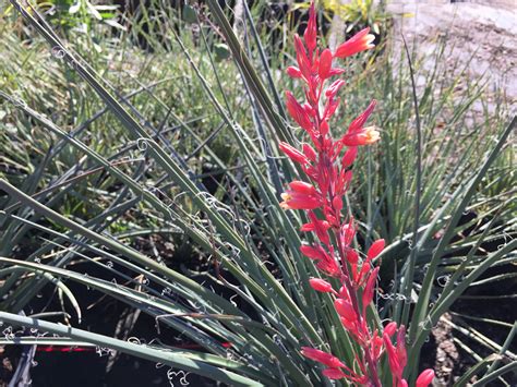 Red Yucca Southwest Nursery Wholesale Landscaping Supplies Dallas Fort Worth