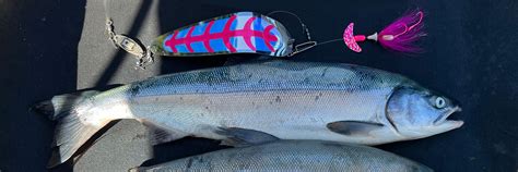 Baker Lake Sockeye Fishing Guide Expert Secrets For Catching Sockeye