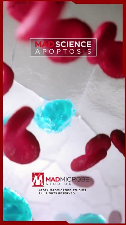 Madmicrobe Studios On Linkedin Madscience Neutrophil Apotposis