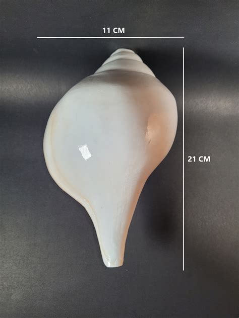 Large Conch Shell Sankha Dhung Etsy