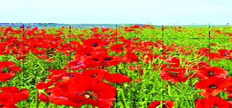 မူးယစ်ဆေးဝါးနှင့် စိတ်ကိုပြောင်းလဲစေသော ဆေးဝါးများထုတ်လုပ်ရာတွင် အသုံးပ