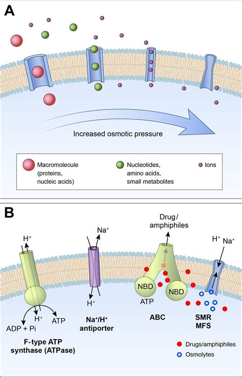 Osmotic Pressure In Cells