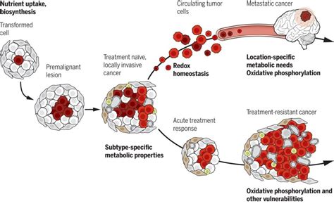 Understanding Cancer Glucose Metabolism