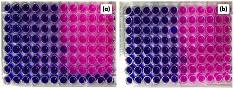 Checkerboard Assay Between C Conduplicatus Essential Oil With Download Scientific Diagram