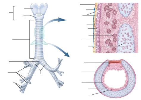22 Lower Respiratory Tract Labeling Diagram Quizlet