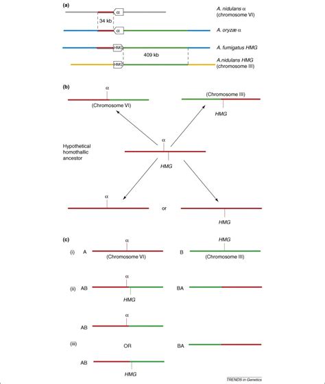 Aspergillus Genomes Secret Sex And The Secrets Of Sex Trends In Genetics
