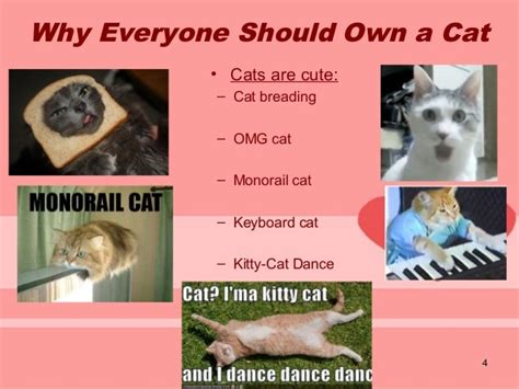 Why Everyone Should Own A Cat