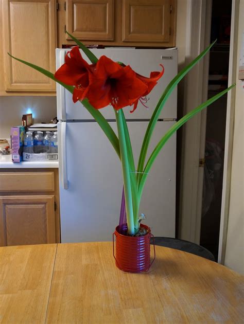 Exploring Trader Joes Trader Joes Red Lion Amaryllis