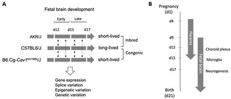 Molecular Regulation Of Fetal Brain Development In Inbred And Congenic
