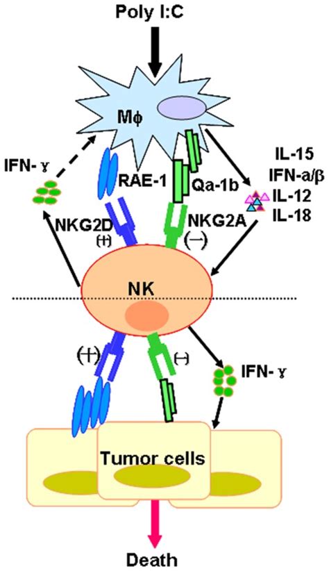 As A Response To Stimulation From Tlr3 Ligand Poly I C Macrophages
