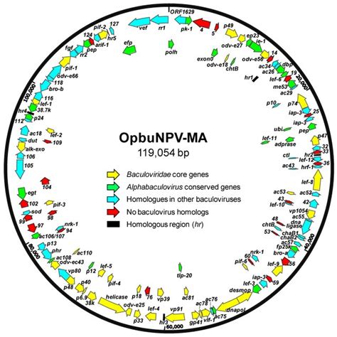 Map Of The Open Reading Frames Orfs And Other Features Of The